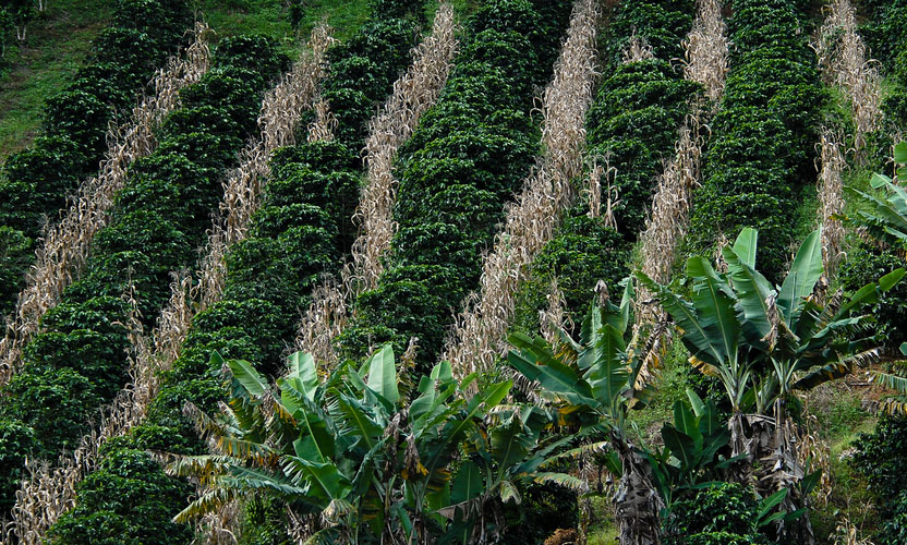 Food for thought at COP27 | Fidelity Hong Kong